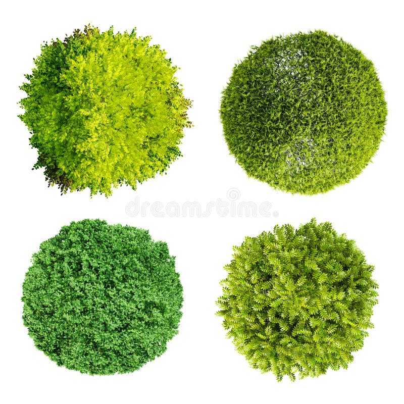 Different Types of Round-shaped Trees for the Ornamental Garden ...