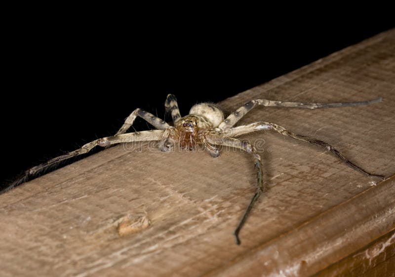 Different Types of Scary Poisonous Spiders, Insects, Photographing is a ...