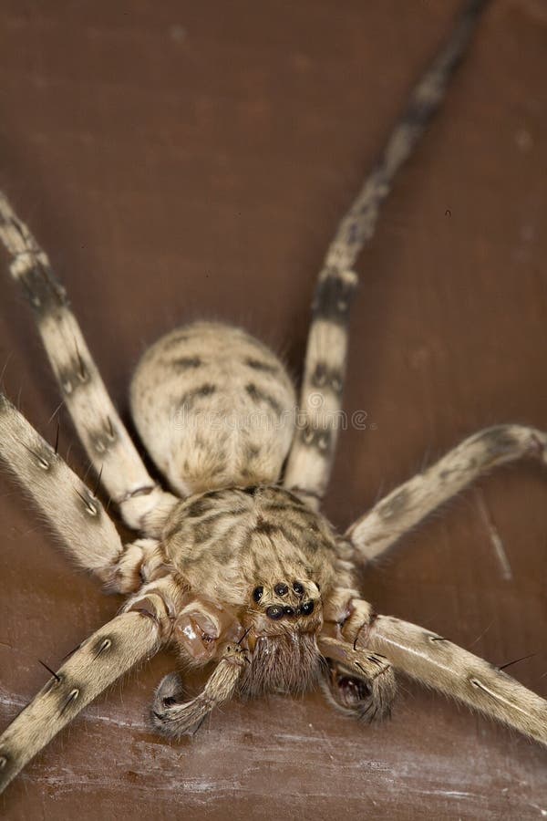 Different Types of Scary Poisonous Spiders, Insects, Photographing is a ...
