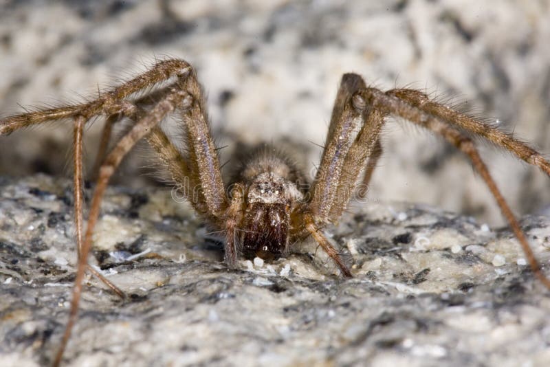 Different Types of Scary Poisonous Spiders, Insects, Photographing is a ...