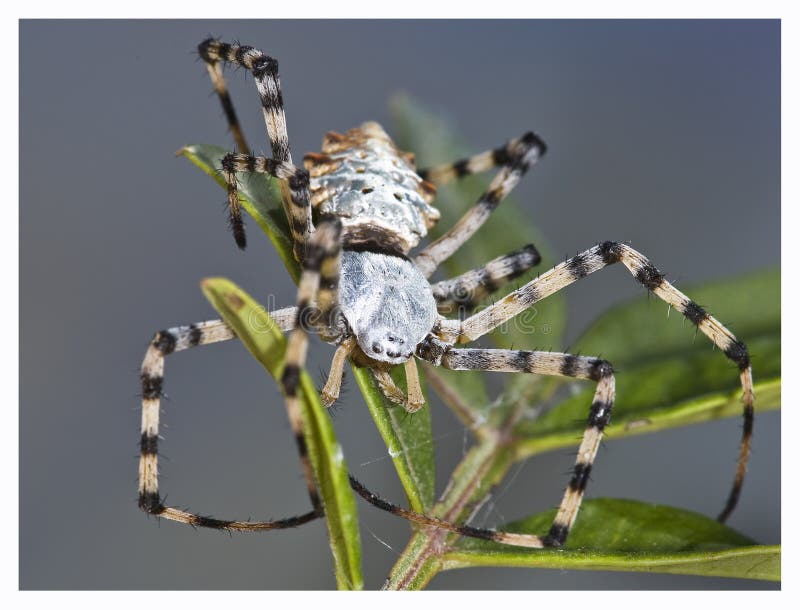 Different Types of Scary Poisonous Spiders, Insects, Photographing is a ...