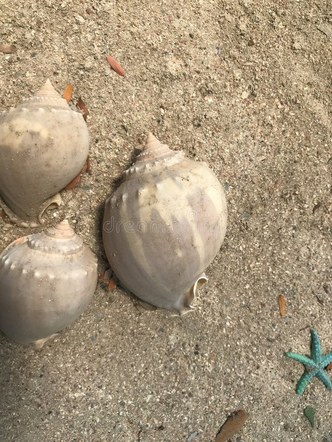Sea Shell Fragments on the Sand Marine Ecosystems and Marine Life Stock ...
