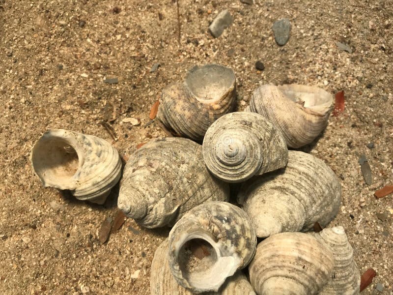 Sea Shell Fragments on the Sand Marine Ecosystems and Marine Life Stock ...