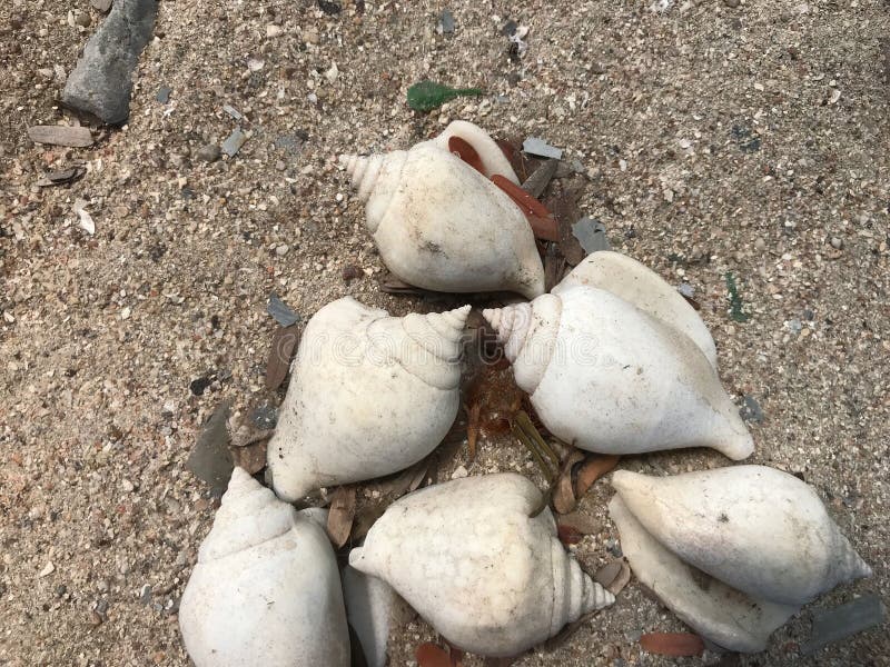 346 Fragments Wildlife Stock Photos - Free & Royalty-Free Stock Photos ...