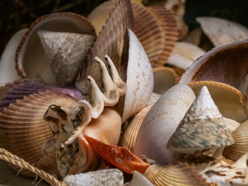 Different Types of Sea Shells Stock Photo - Image of carapace, organic ...