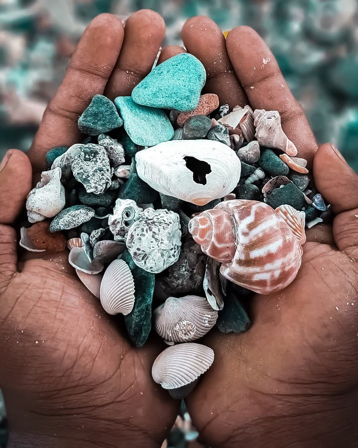 Different Types of Sea Shells in the Hand Stock Photo - Image of print ...