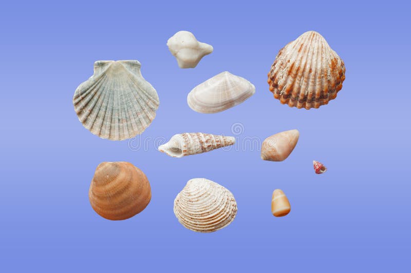 Different Types of Seashells Stock Image - Image of summer, differents ...