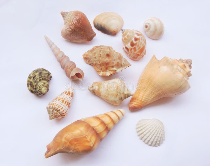 Different Types of Seashells in Isolated White Background. Stock Image ...