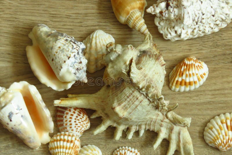 Different Types of Seashells on Wooden Floor Stock Photo - Image of ...