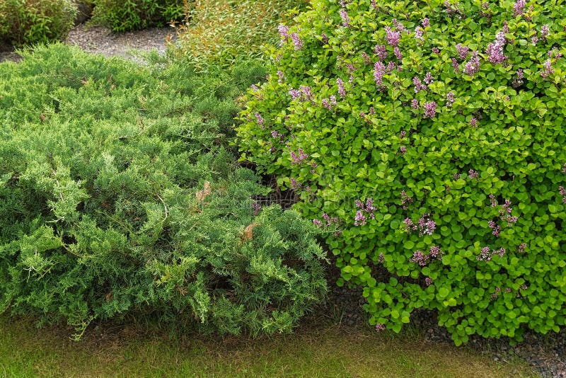 Real Japanese Gardens Stock Photos - Free & Royalty-Free Stock Photos ...