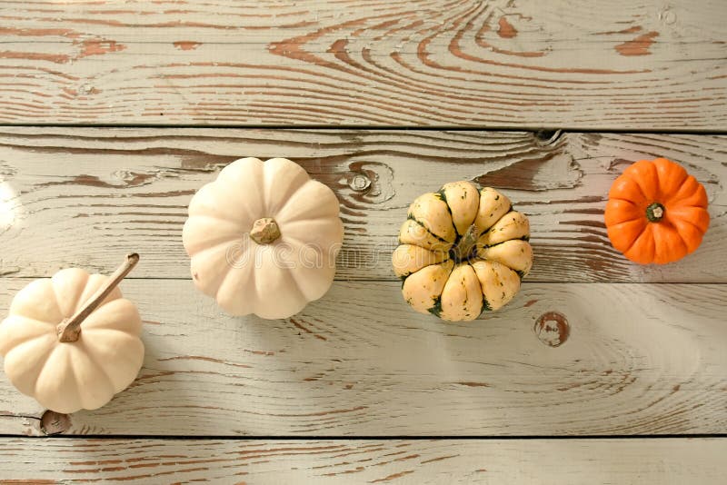 Different Types of Small Pumpkins on a White Rough Wooden Surface ...