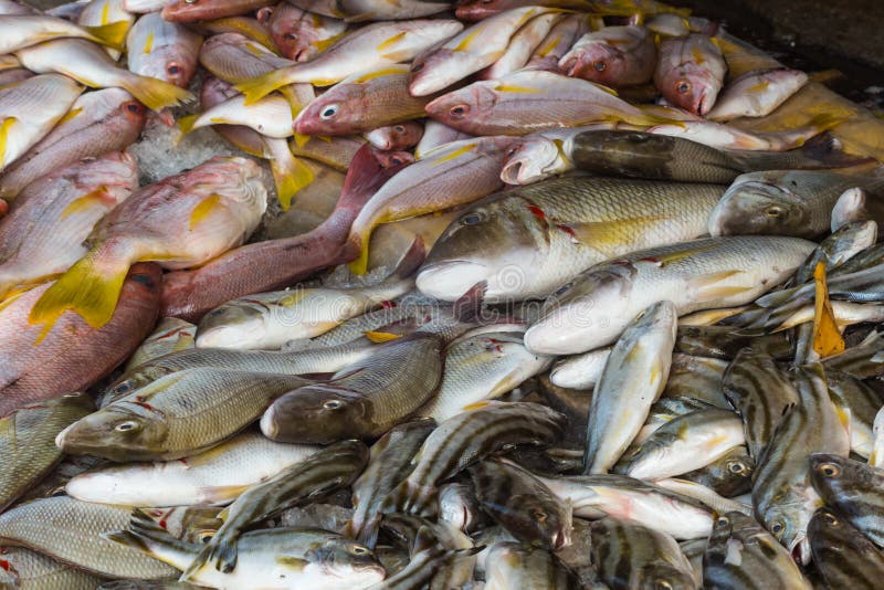 Different Types Snappers Stock Photos - Free & Royalty-Free Stock ...