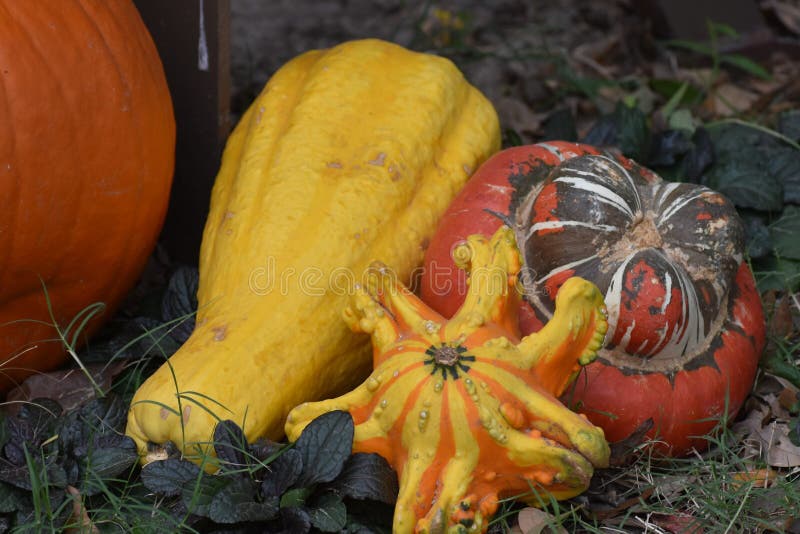 Different types of Squash stock photo. Image of lines - 207284554