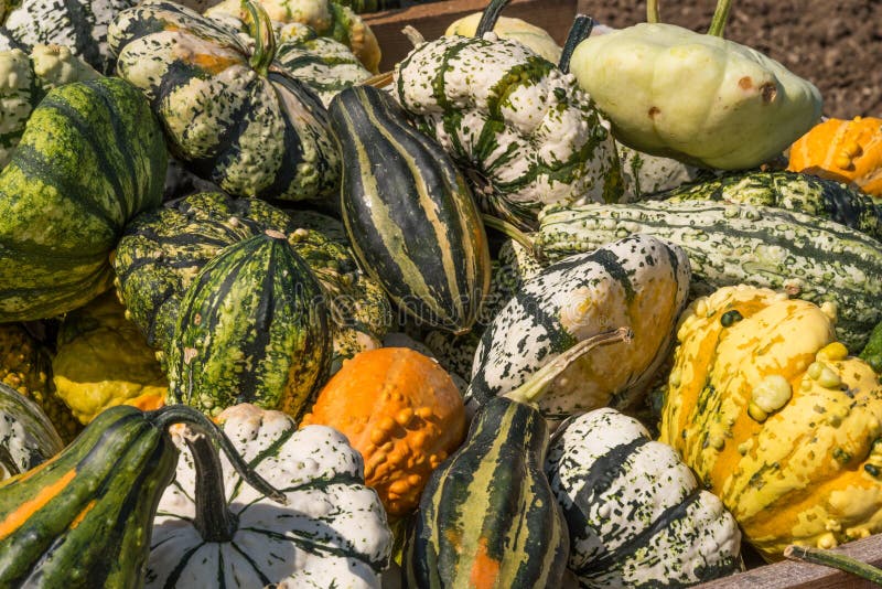 Different Types of Squash - Ornamental Squash and Edible Squash Stock ... Different Types of Squash - Ornamental Squash and Edible Squash Stock ...