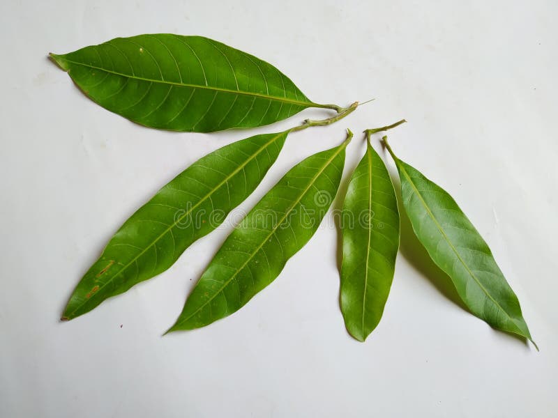 Different Types of Texture and Patterns of a Mango Leaves on White ...