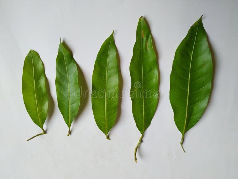 Different Types of Texture and Patterns of a Mango Leaves on White ...