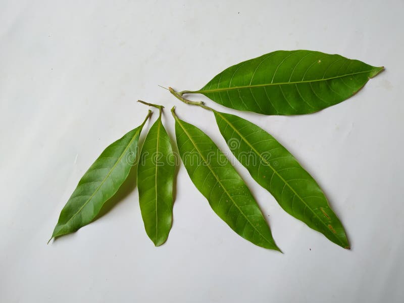 Different Types of Texture and Patterns of a Mango Leaves on White ...