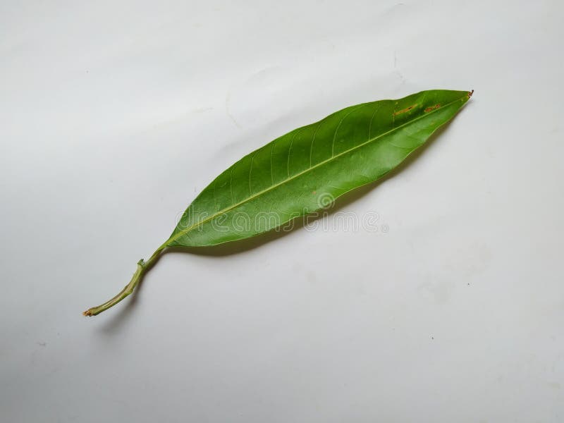 Different Types of Texture and Patterns of a Mango Leaves on White ...
