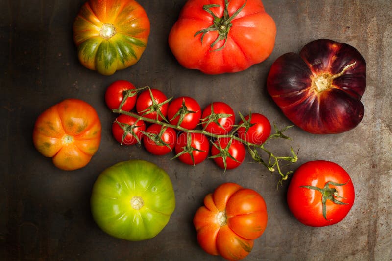 Different Types Of Tomatoes From Fresh Harvest Stock Image - Image of ... Different Types Of Tomatoes From Fresh Harvest Stock Image - Image of ...