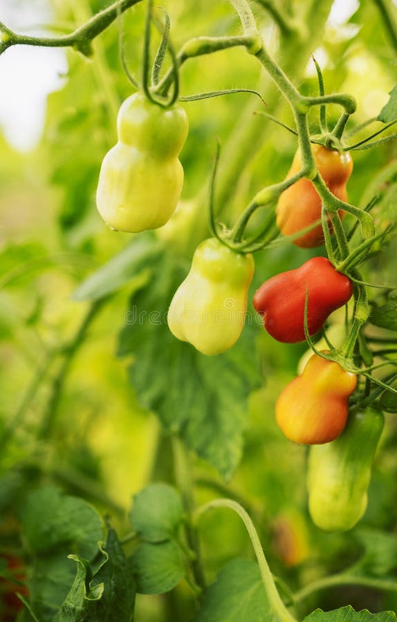 Different Types of Tomatoes. Harvest of Tomato Varieties Stock Photo ... Different Types of Tomatoes. Harvest of Tomato Varieties Stock Photo ...