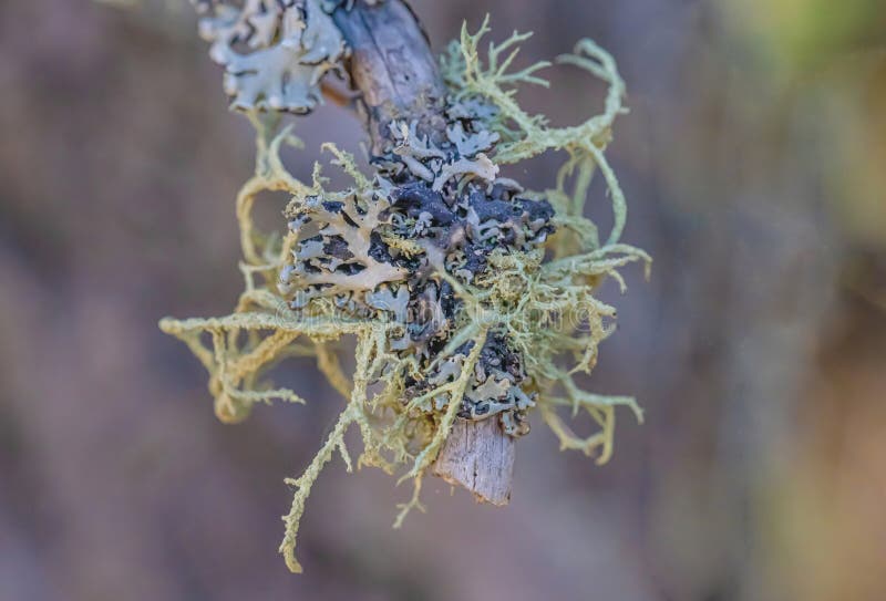 Different Types of Tree Lichens Stock Photo - Image of lichen, bark ... Different Types of Tree Lichens Stock Photo - Image of lichen, bark ...