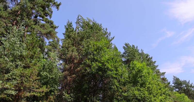 Different Types of Trees in the Forest in Summer in Sunny Weather Stock ...
