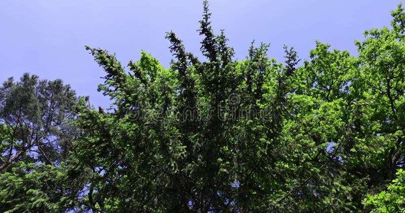 Different Types of Trees Growing Next To Each Other Stock Video - Video ...