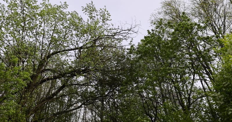 Different Types of Trees in a Mixed Forest in Cloudy Weather Stock ...