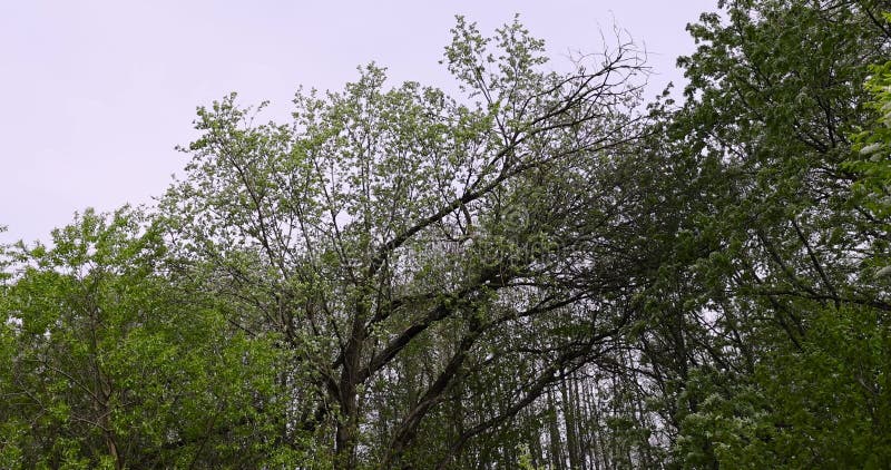Different Types of Trees in a Mixed Forest in Cloudy Weather Stock ...