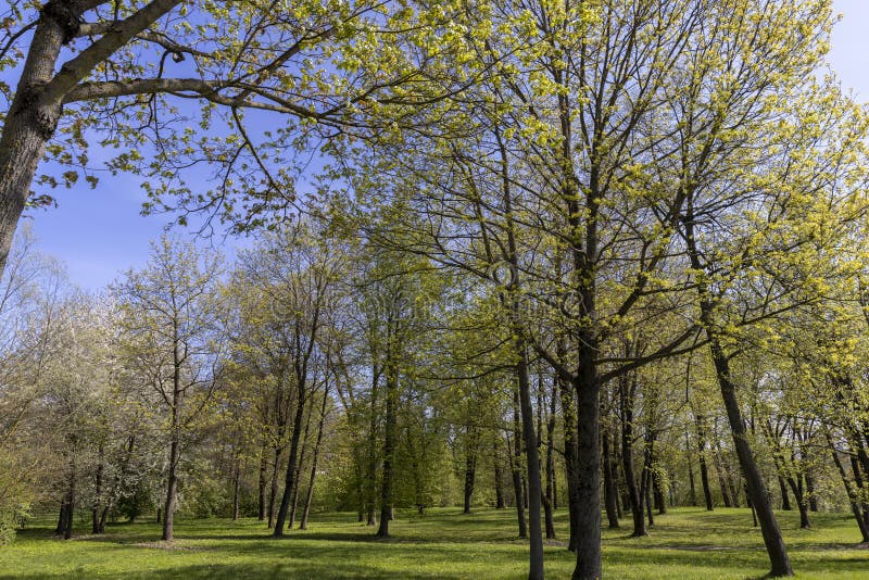 Different Types of Trees in the Park in Sunny Weather Stock Photo ...