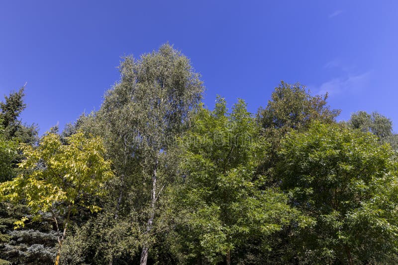 Different Types of Trees in the Summer in Sunny Weather Stock Photo ...