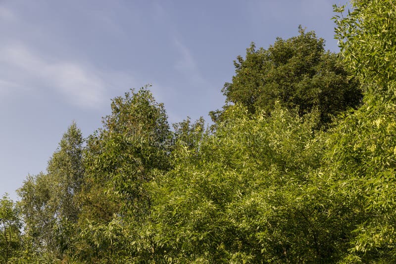 Different Types of Trees in the Summer in Sunny Weather Stock Image ...