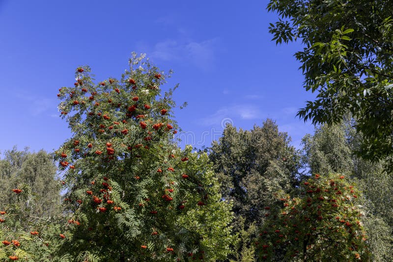 Different Types Trees Unediable Berries Stock Photos - Free & Royalty ...