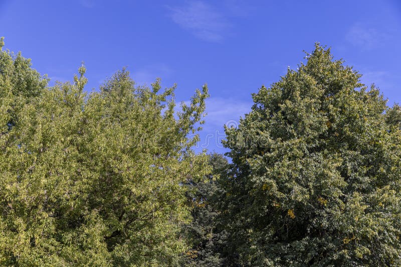 Different Types of Trees in the Summer in Sunny Weather Stock Photo ...