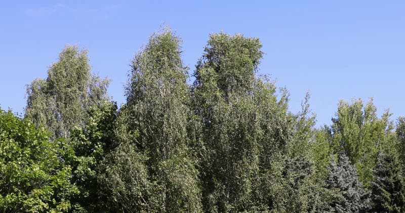 Different Types of Trees in the Summer in Sunny Weather Stock Footage ...