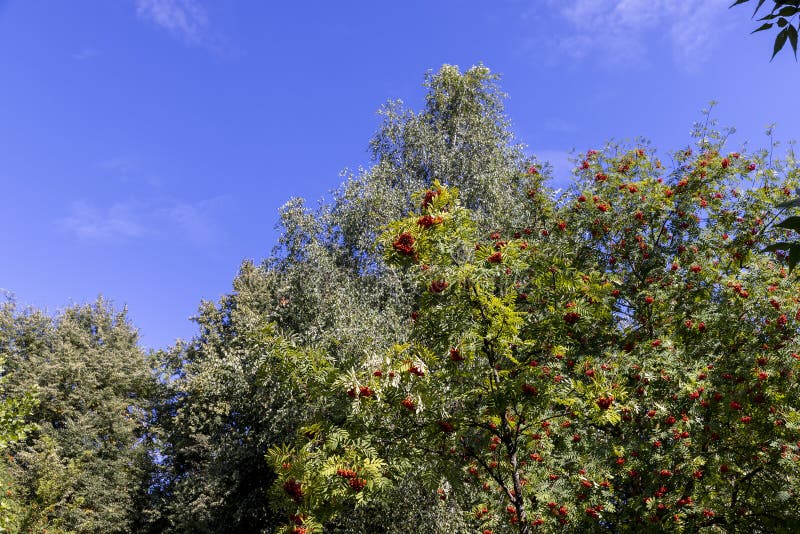 Different Types Trees Unediable Berries Stock Photos - Free & Royalty ...