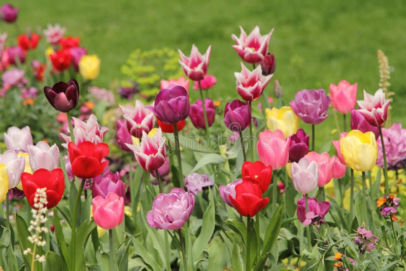 Different Types of Tulips in the Garden Stock Image - Image of petal ...