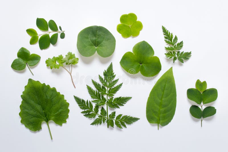 Collection of Wild Forest Leaves of Various Types Stock Image - Image ...