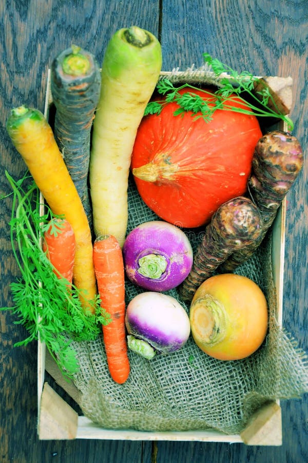Different Types of Vegetables Stock Image - Image of design, cooking ...