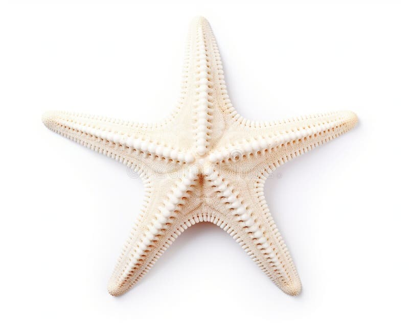 Different Types of White Starfish are Isolated Over a White Background ...