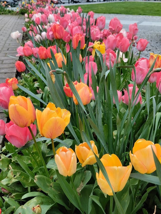 Different Variations of Tulips. Beautiful Flowering Bulbs Stock Image ...
