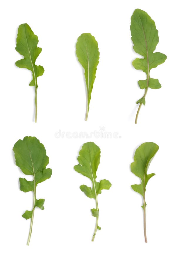 Different Varieties of Arugula on a White Background Stock Photo ...