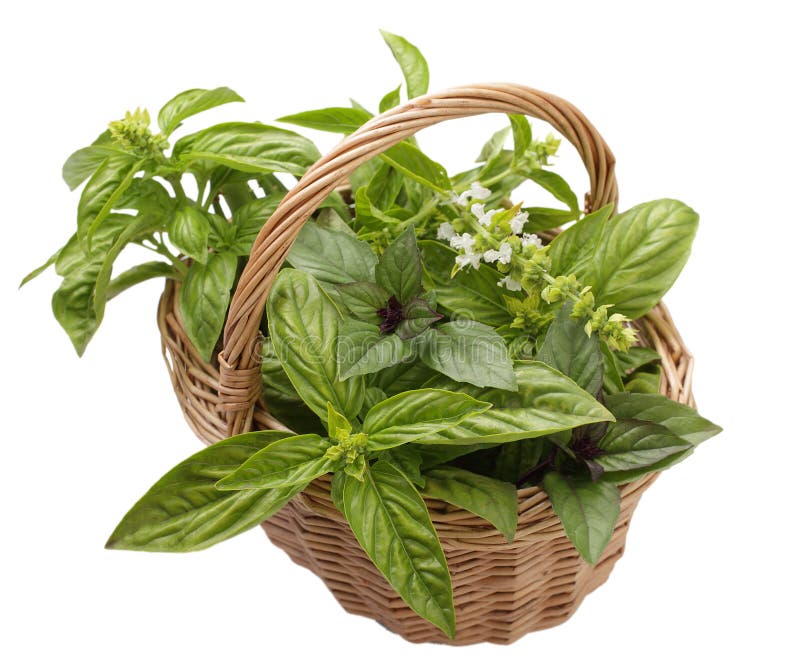 Different Varieties of Basil Stock Image - Image of backgrounds, fresh ...