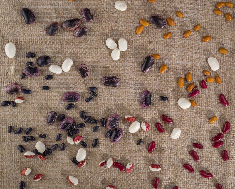 Different Varieties of Beans on the Texture Stock Image - Image of ...