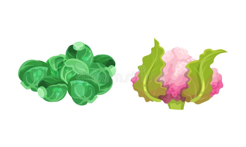 Different Varieties of Cabbage Set. Vector Illustration Isolated on ... Different Varieties of Cabbage Set. Vector Illustration Isolated on ...