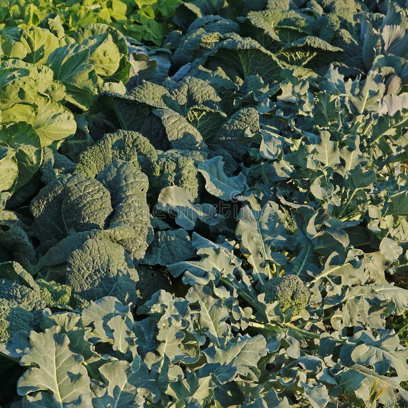 Different Varieties of Cabbage in a Vegetable Garden Stock Photo ... Different Varieties of Cabbage in a Vegetable Garden Stock Photo ...