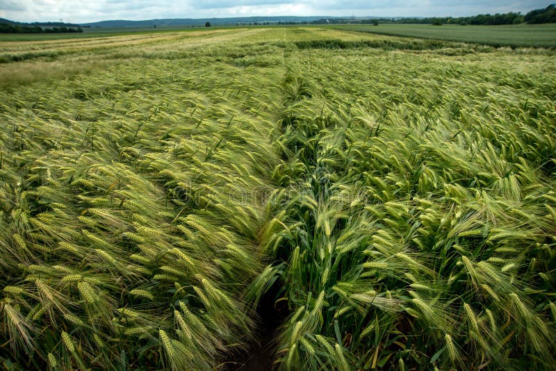 Varieties of Cereal Crops, Waves of Ears of Corn, a Dynamic Moment in ...