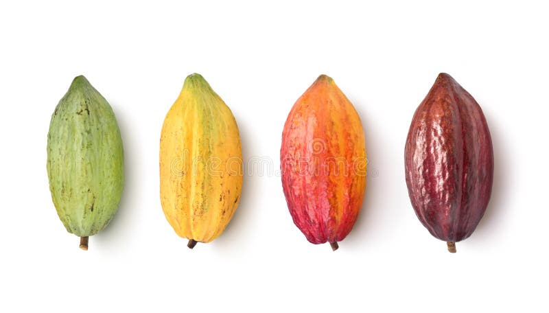 Different Varieties of Cocoa Pods Stock Image - Image of four, isolated ...