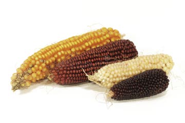 269 Different Corn Varieties Stock Photos - Free & Royalty-Free Stock ...