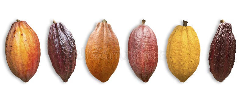 Different Varieties and Colors of Cocoa Fruit Isolated on White ...